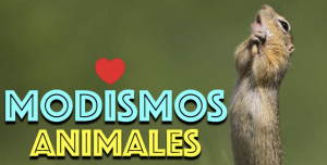 Modismos animales – Apuntes de Lengua